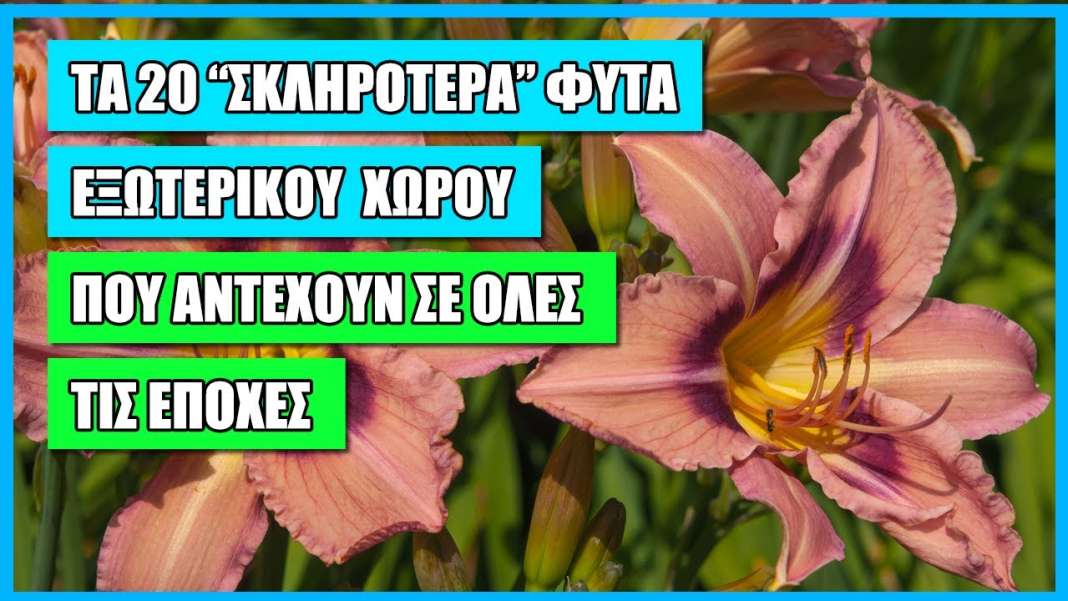 20 Κορυφαία Ανεκτικά Φυτά Εξωτερικού Χώρου για όλες τις εποχές ...